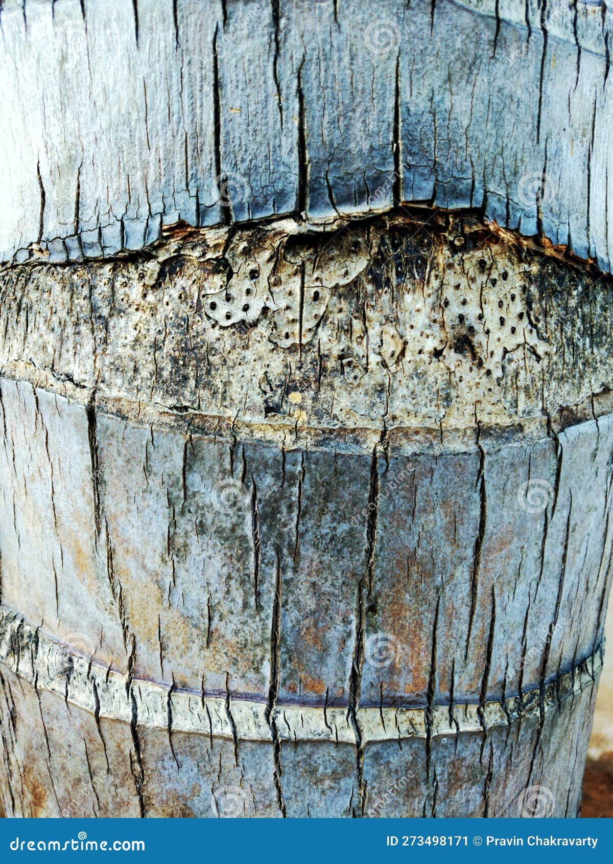 Coconut tree bark texture stock image. Image of botanical - 273498171