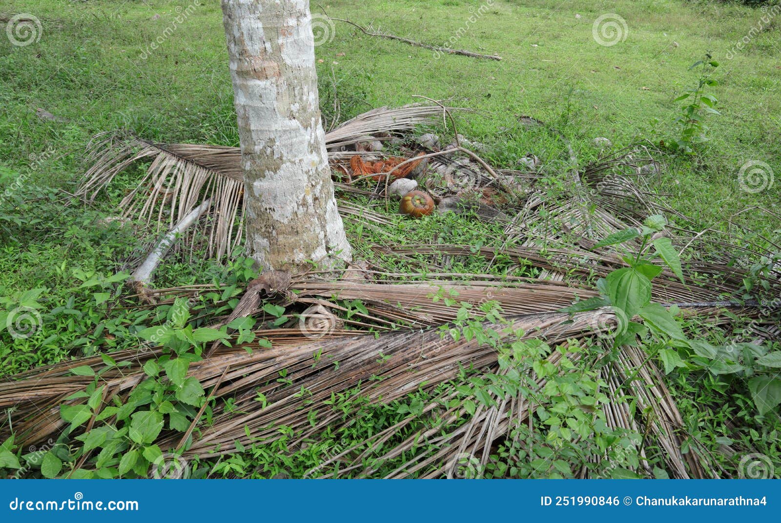 A Coconut Tree Base View with a Fallen Coconut Near the Tree Stock ...