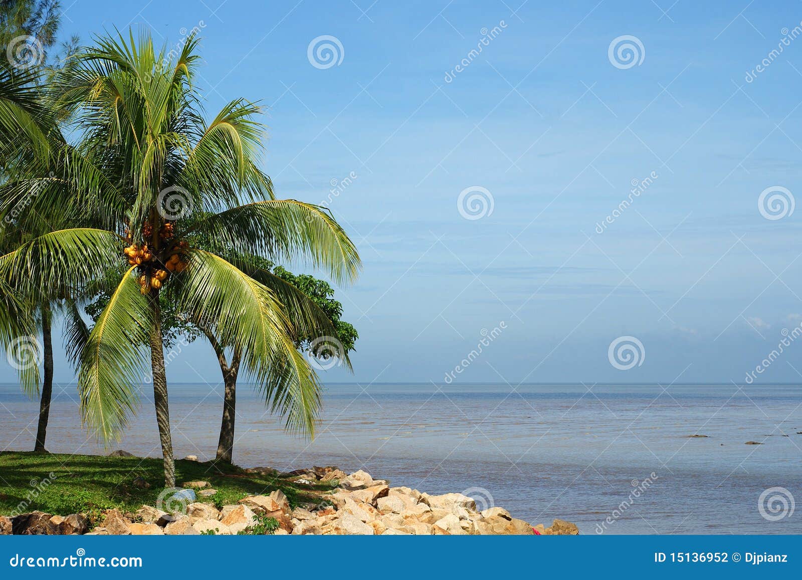 Coconut tree and beach stock photo. Image of flora, frame - 15136952