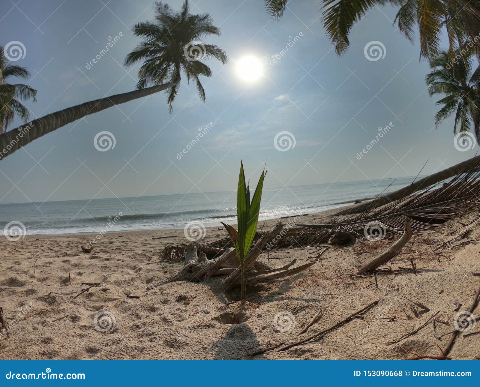 Coconut Tree beside the Beach Stock Photo - Image of paradise, sunset ...