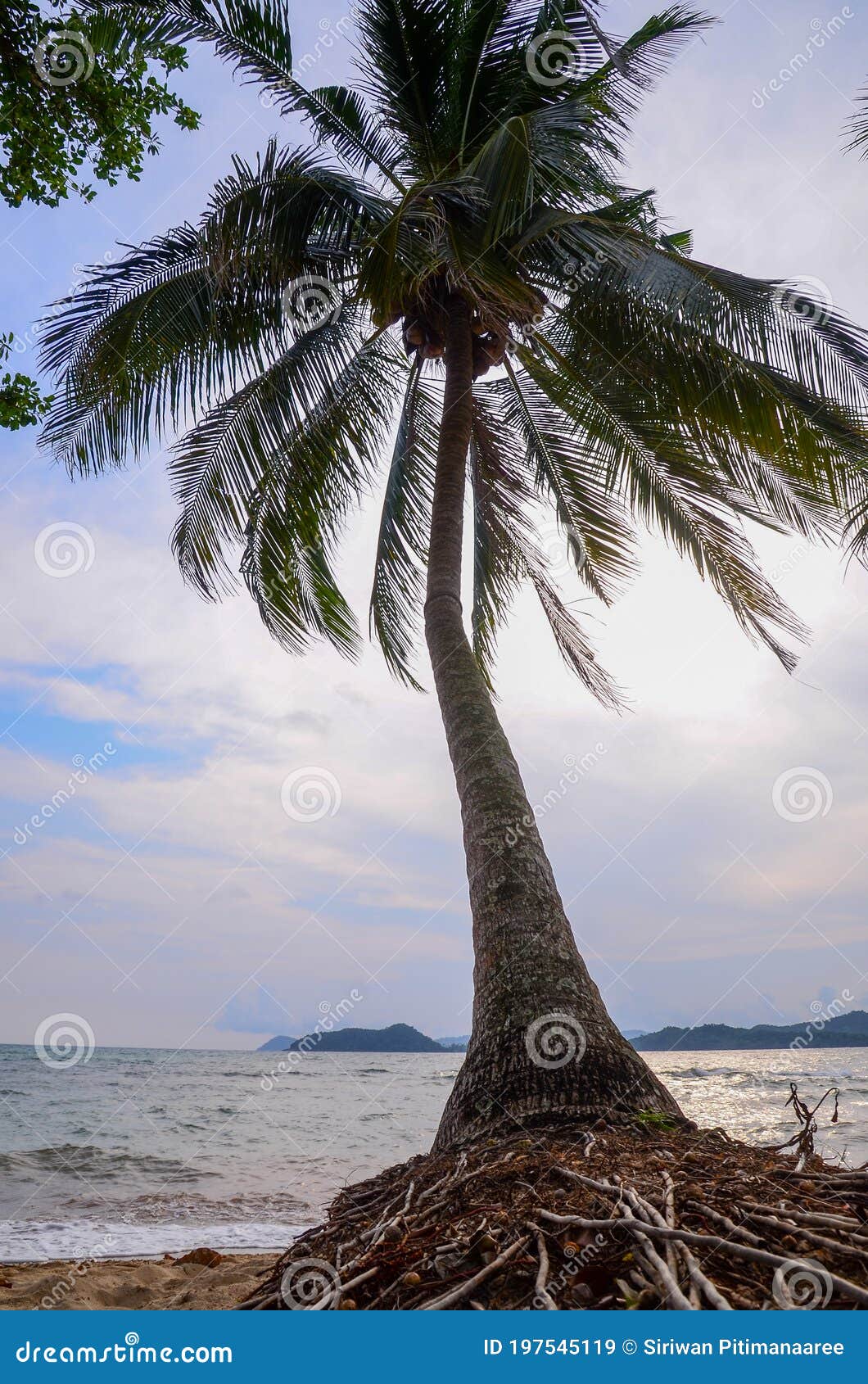 Coconut tree on the beach stock image. Image of shore - 197545119
