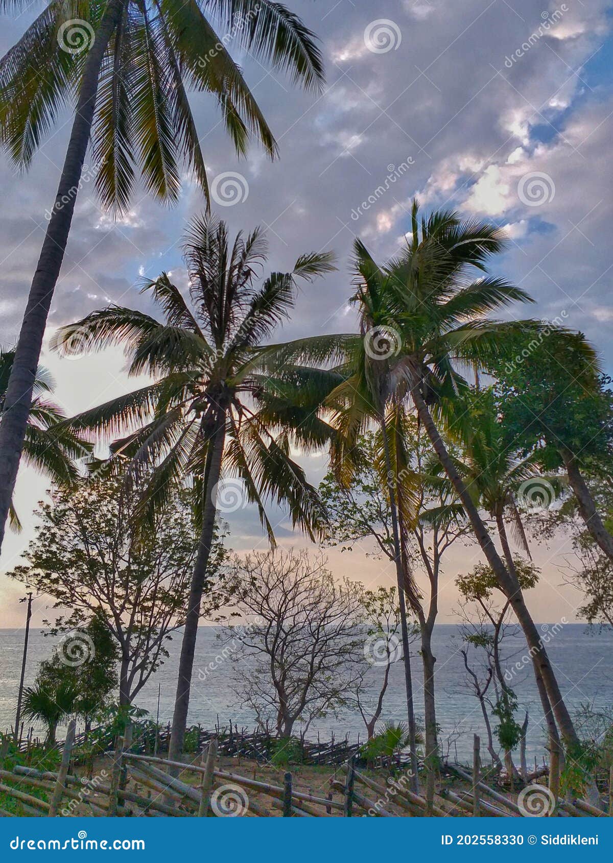 Coconut tree on the beach stock photo. Image of coast - 202558330