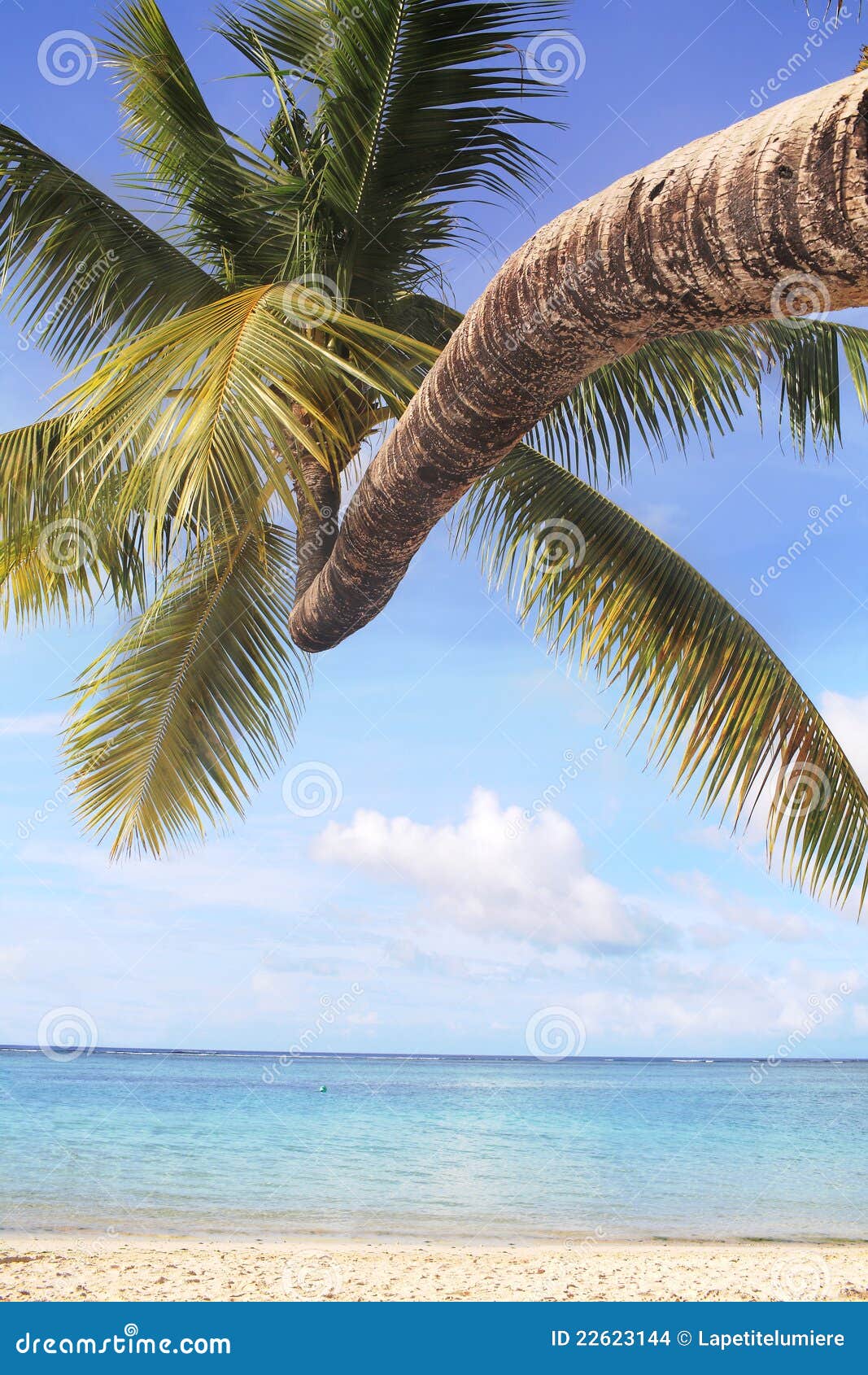Coconut tree at beach stock photo. Image of beautiful - 22623144