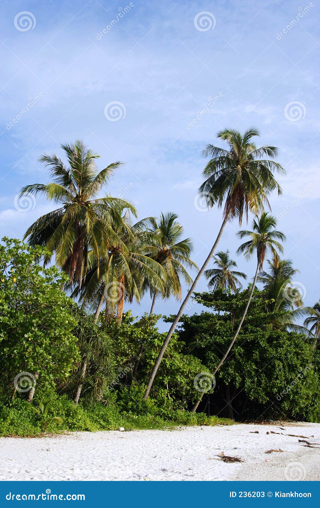 Coconut Tree at Beach stock image. Image of destination - 236203