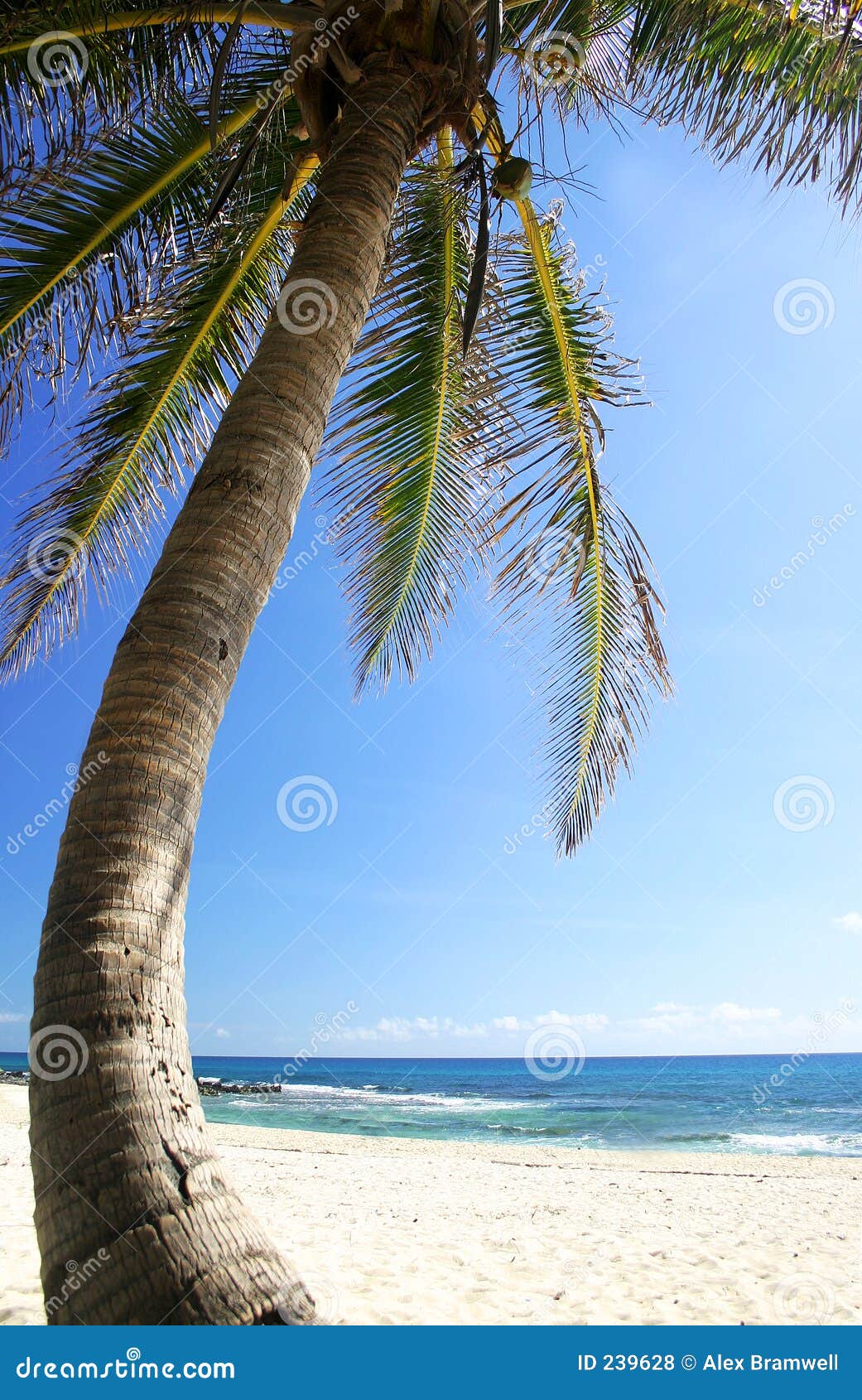Coconut Tree and Beach stock photo. Image of carribbean - 239628