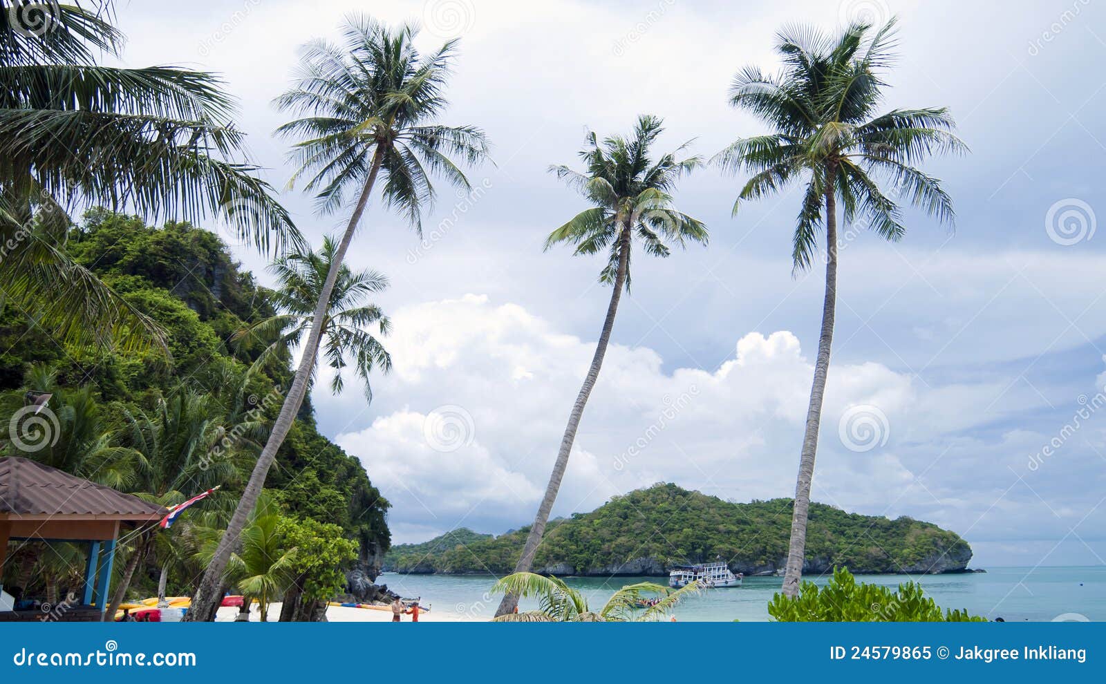 Coconut tree on the beach stock image. Image of coast - 24579865