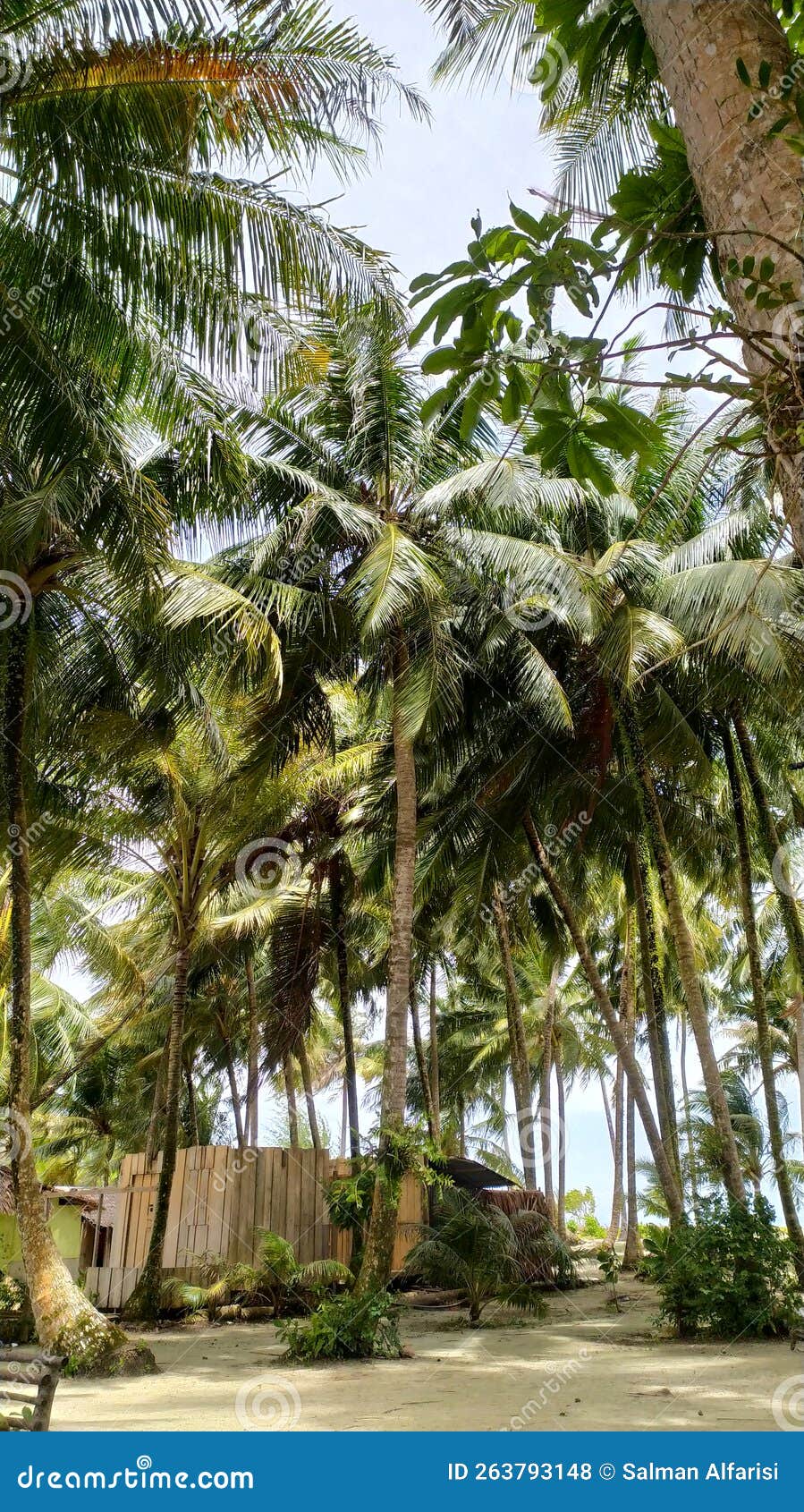 Coconut tree in the beach stock photo. Image of tree - 263793148