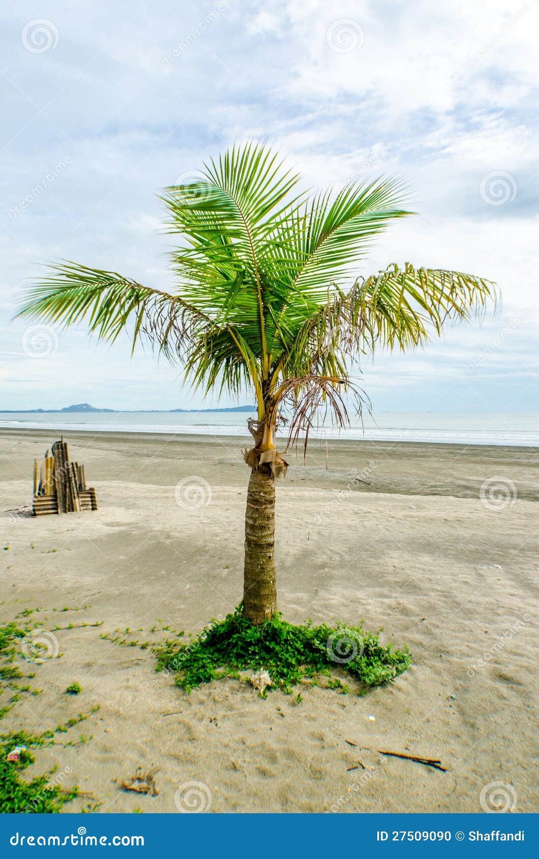 Coconut tree on the beach stock photo. Image of shack - 27509090