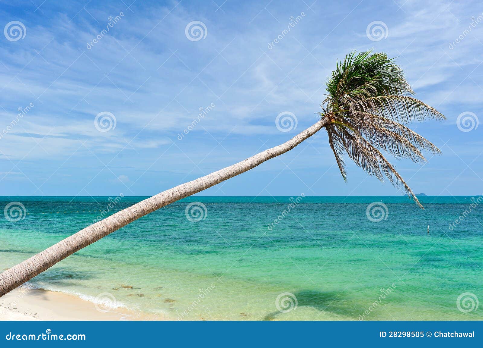 Coconut tree on the beach stock image. Image of blue - 28298505