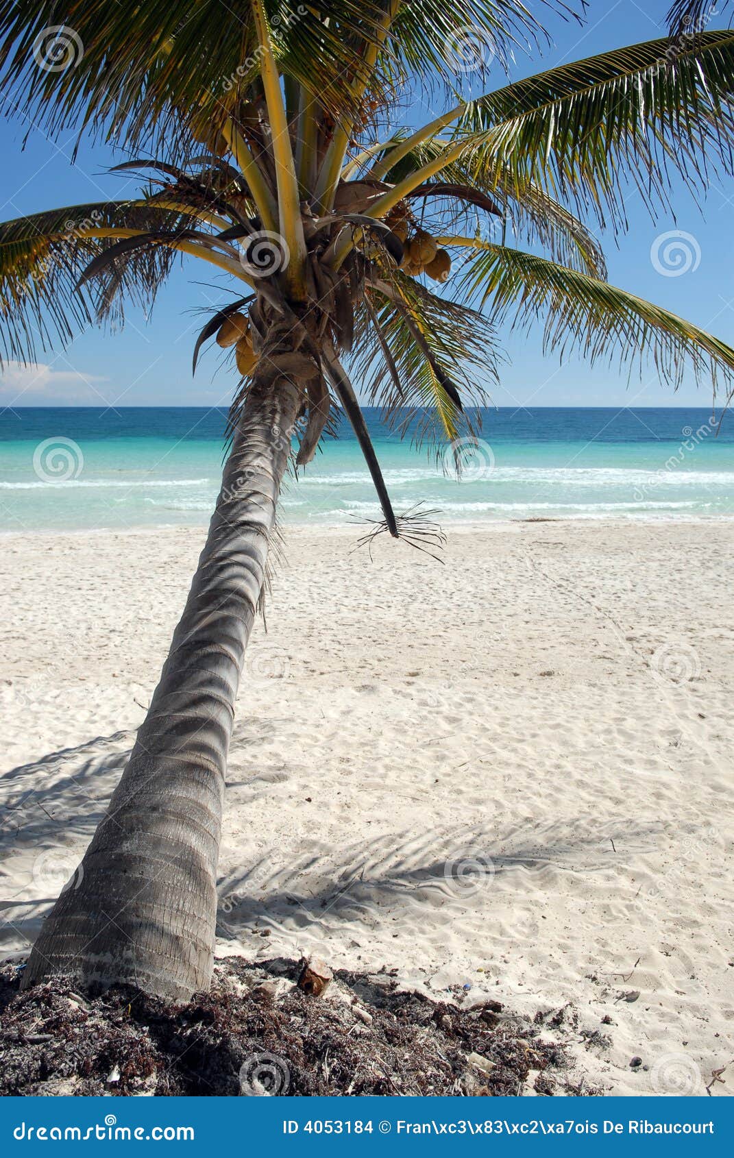 Coconut tree on beach stock photo. Image of calm, leans - 4053184