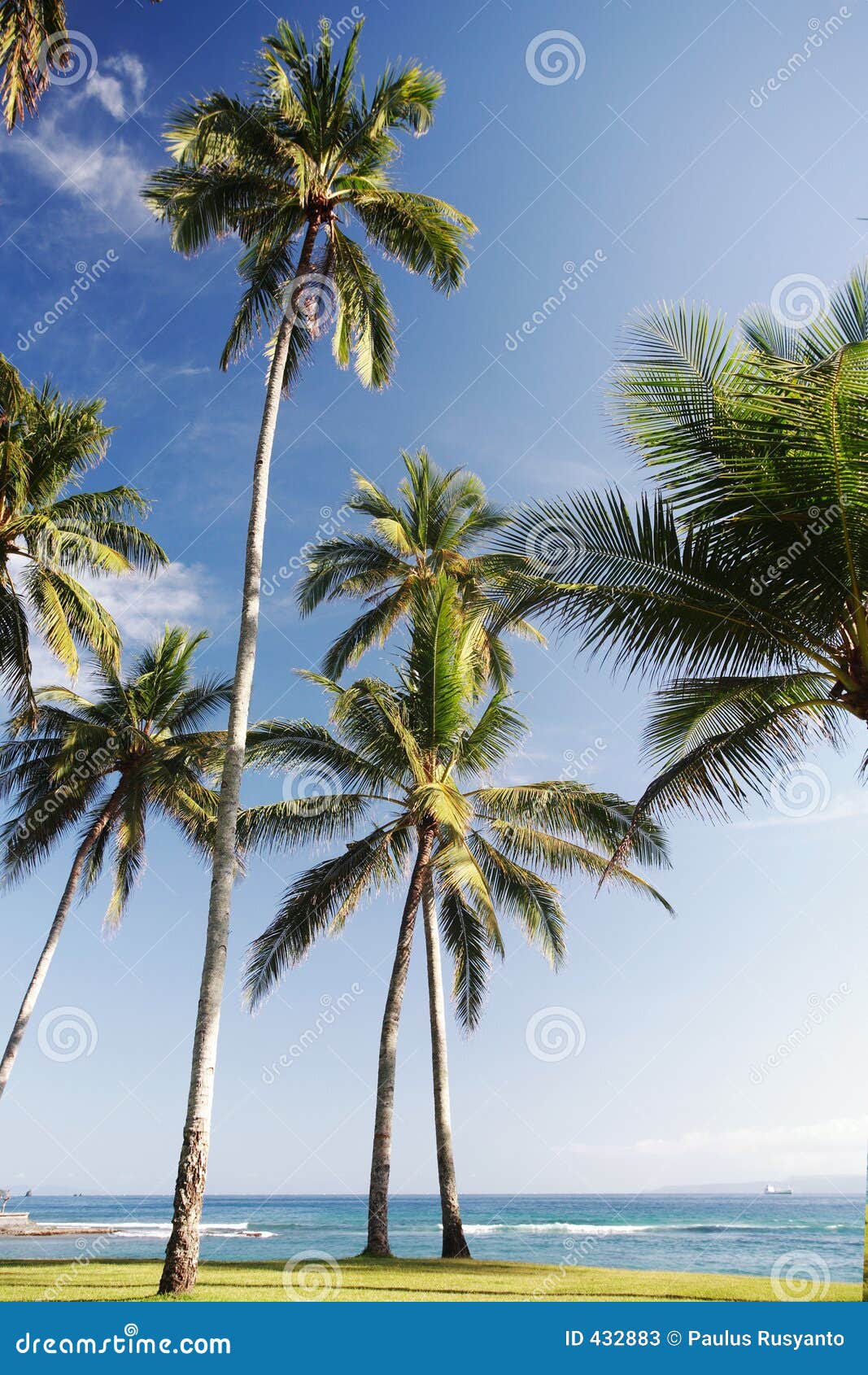 Coconut Tree at Beach stock image. Image of island, bences - 432883