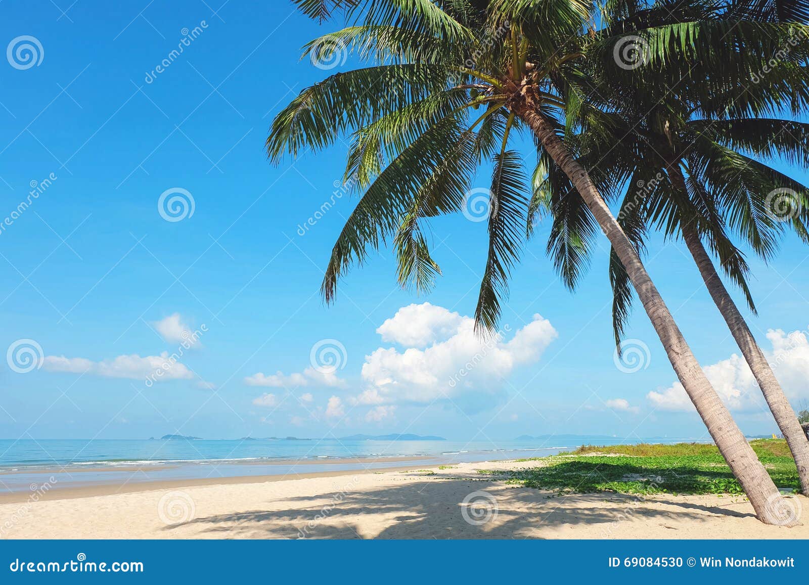 Coconut tree stock photo. Image of beach, island, water - 69084530