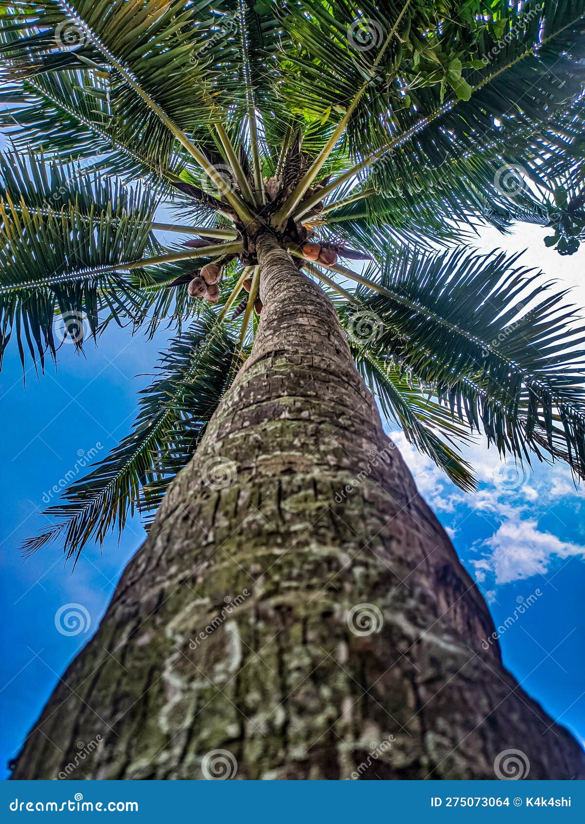 Coconut Tree at Beach in Afternoon Stock Photo - Image of coconut, tree ...