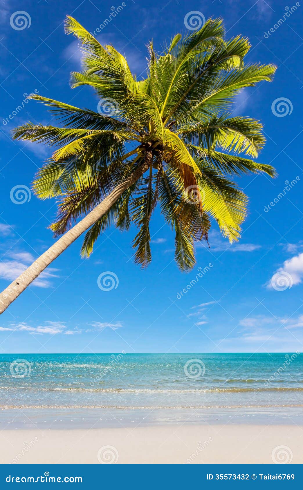 Coconut tree at beach stock photo. Image of sunny, ocean - 35573432