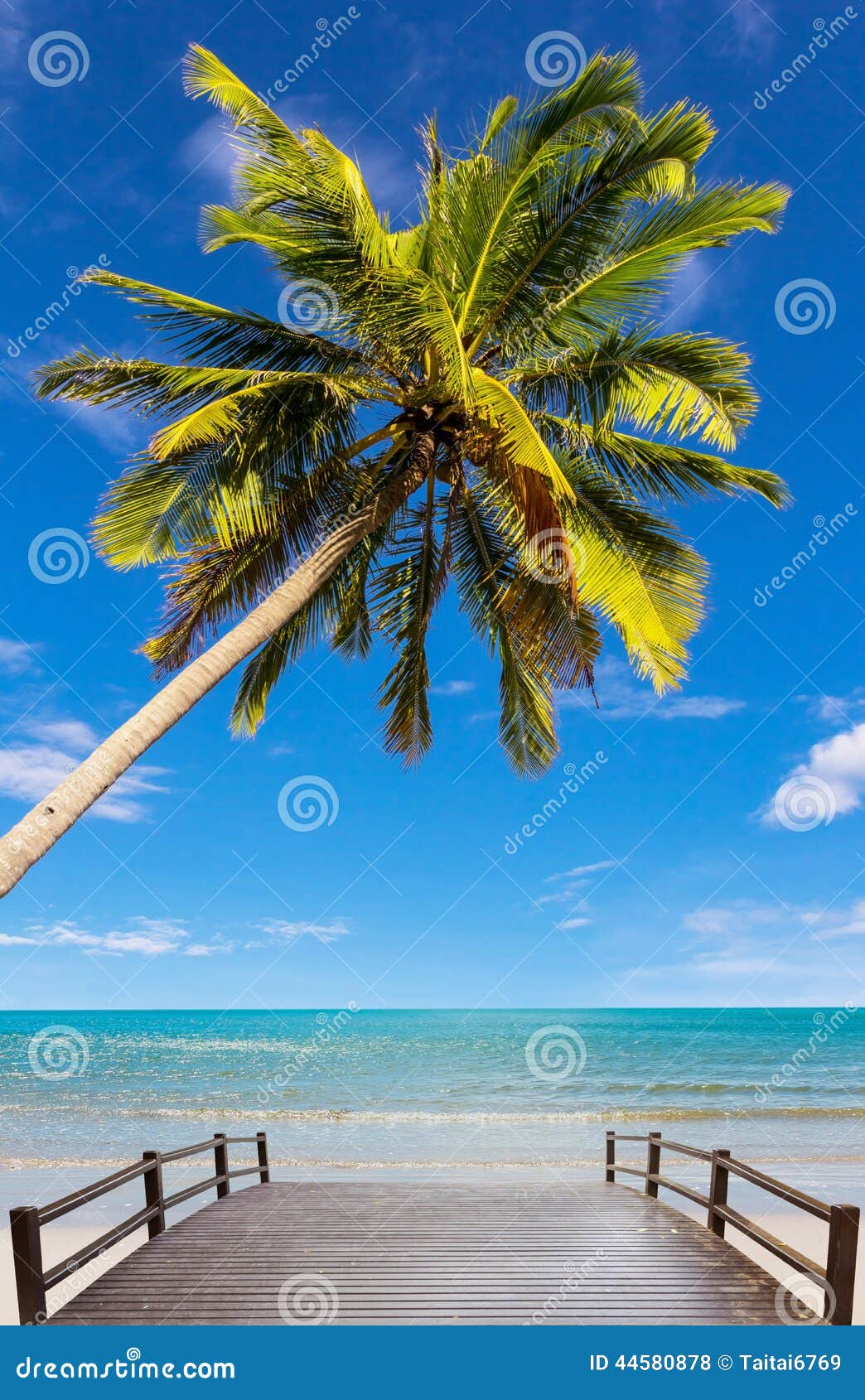 Coconut tree at beach stock photo. Image of dock, island - 44580878
