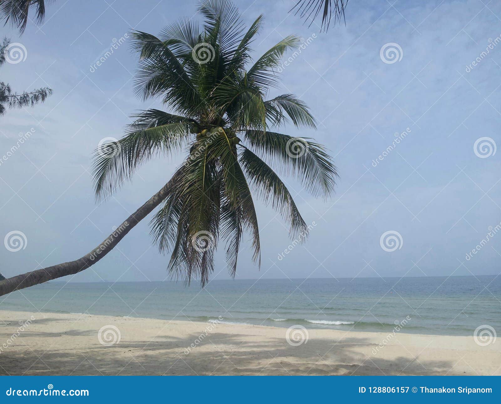 The Coconut Tree on the Beach. Stock Image - Image of coconut, blue ...