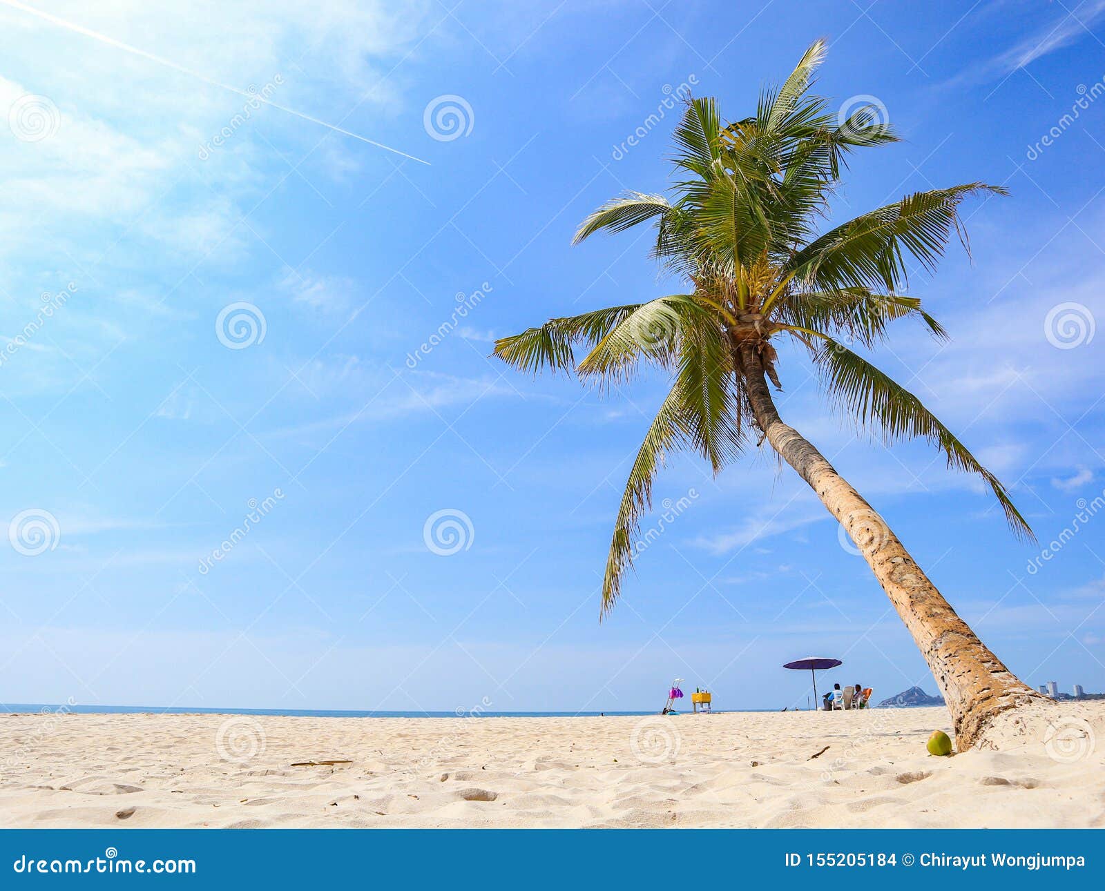 Coconut tree on the beach. stock photo. Image of blue - 155205184