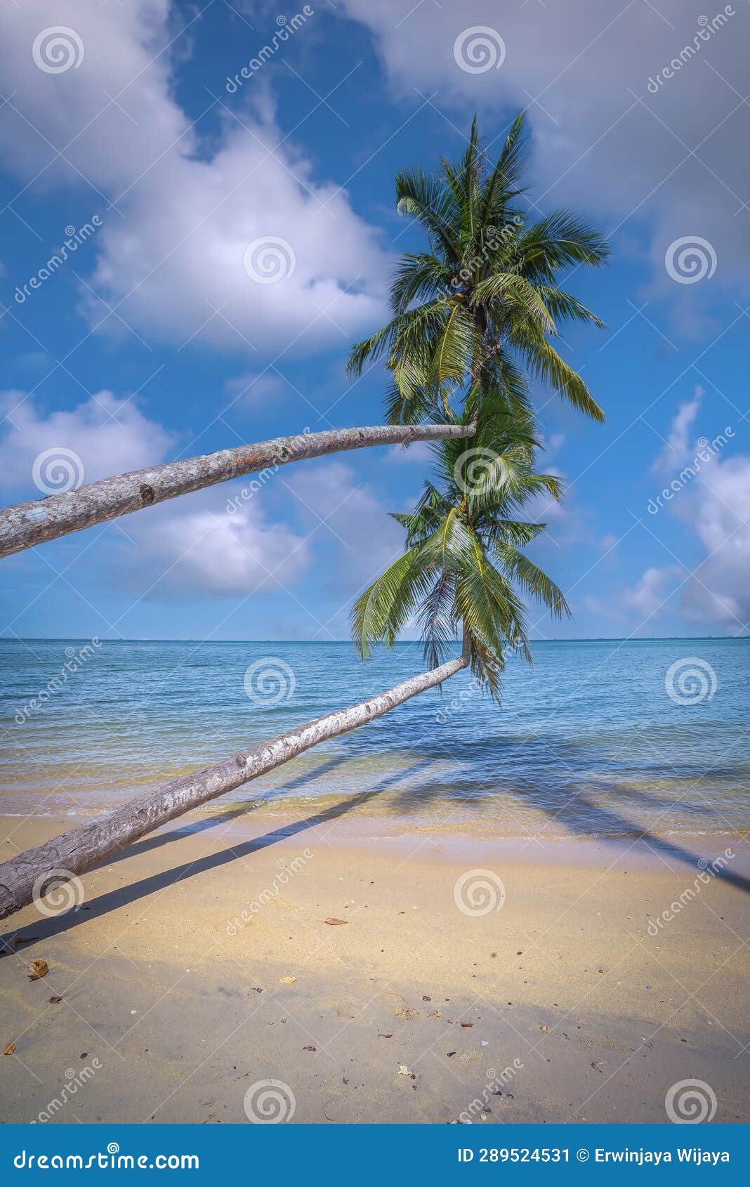 Coconut Tree on the Beach with Blue Sky and White Clouds. Stock Image ...
