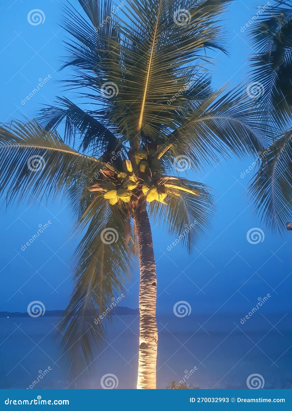 Coconut tree on the beach stock image. Image of spruce - 270032993