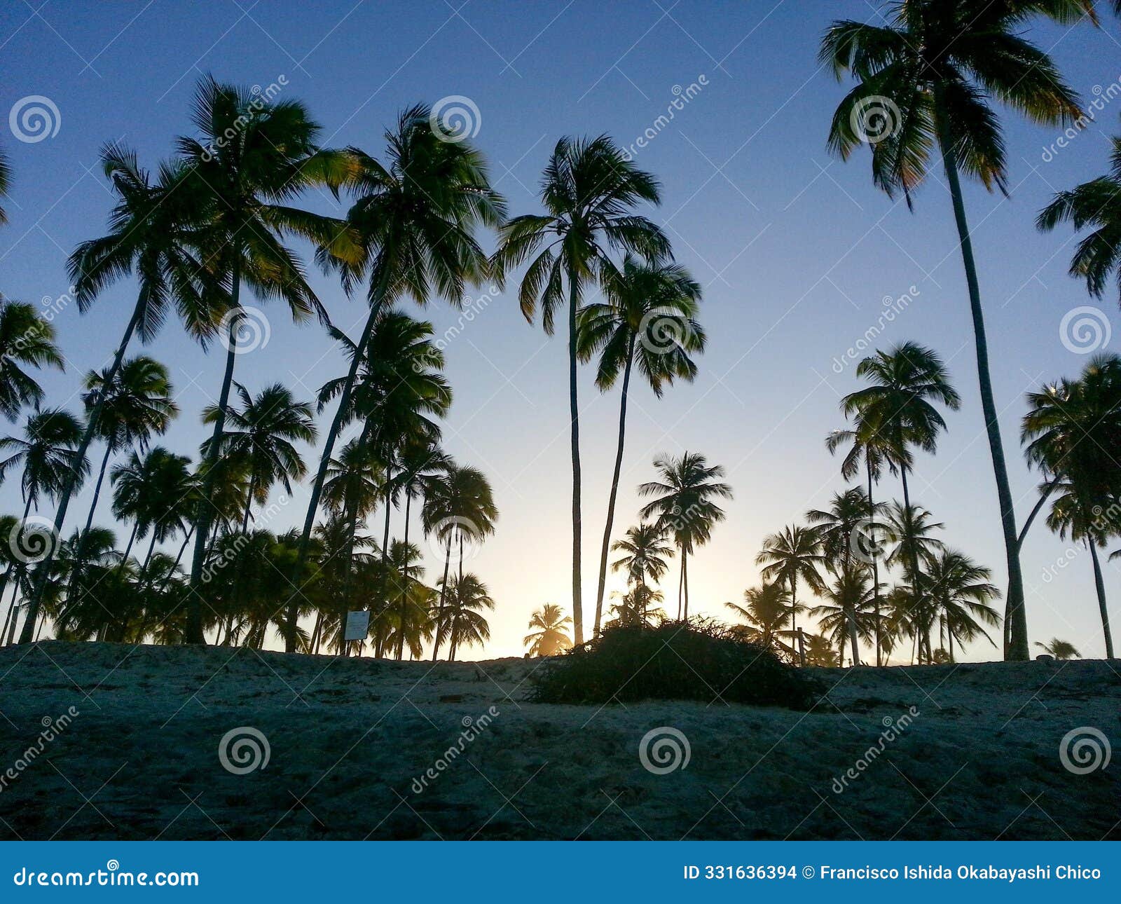 Coconut Tree on the Beach in Brazil Stock Photo - Image of brazil ...