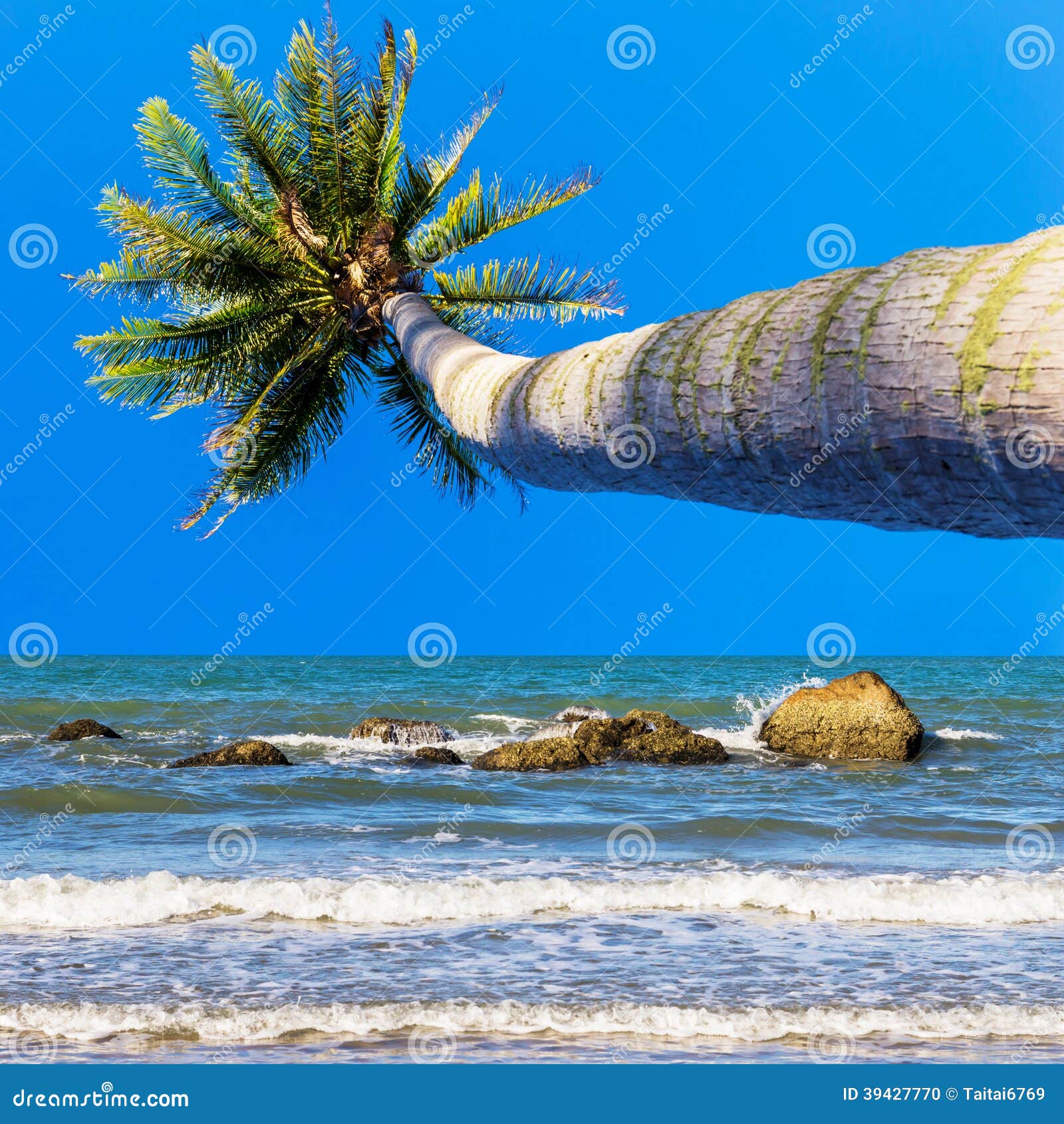 Coconut tree at beach stock photo. Image of water, island - 39427770