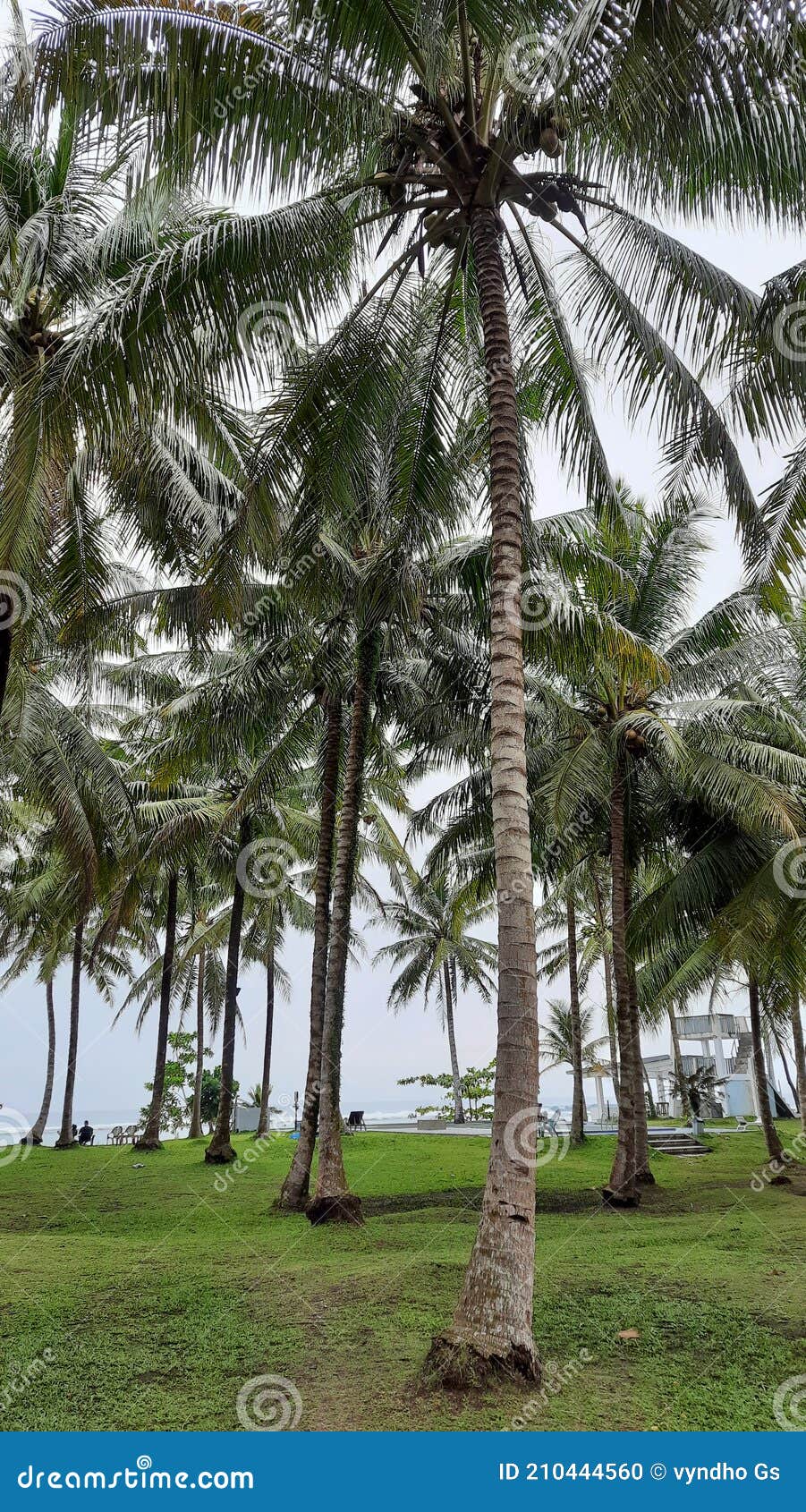 Coconut tree on beach stock photo. Image of leaf, frost - 210444560