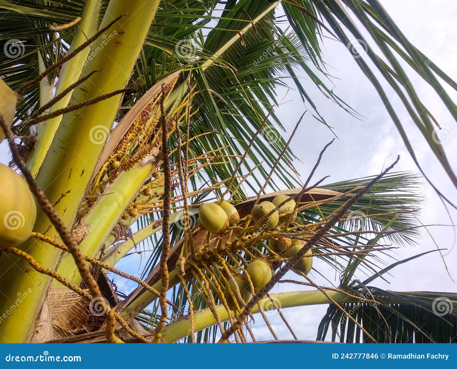 A Coconut Tree at the Beach Stock Photo - Image of nature, tree: 242777846
