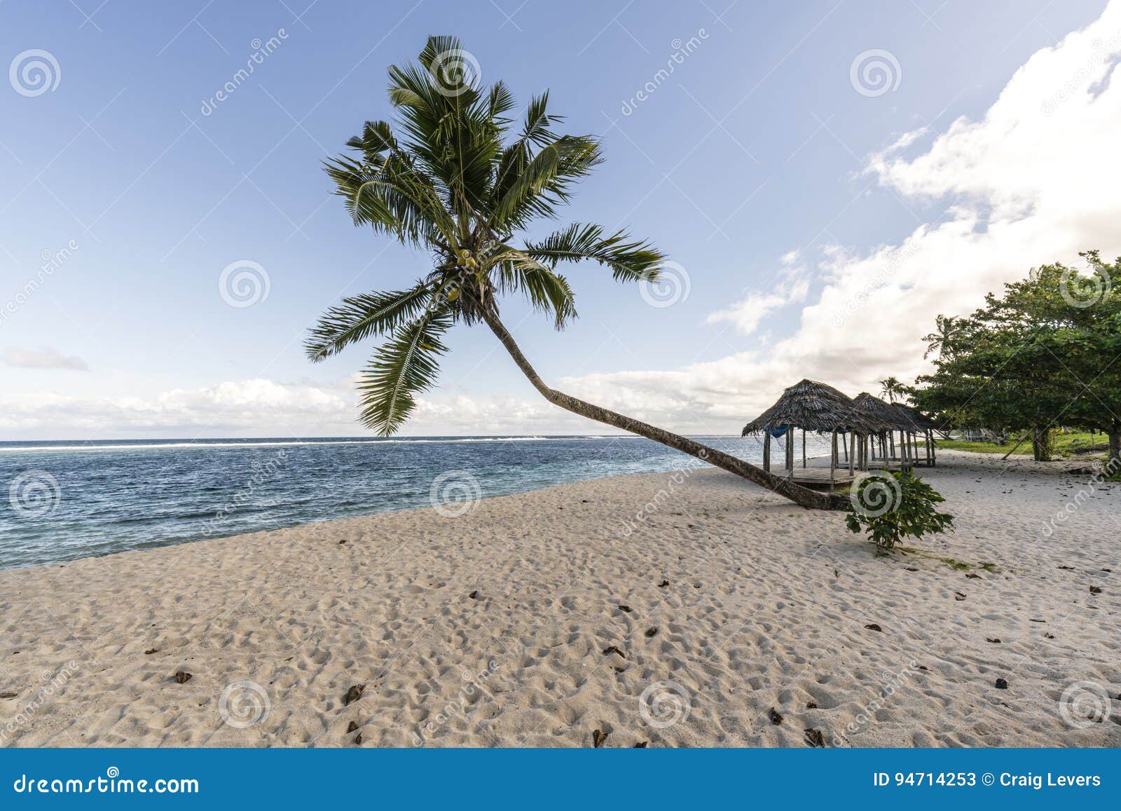 Coconut Tree on Beach stock image. Image of samoa, palm - 94714253