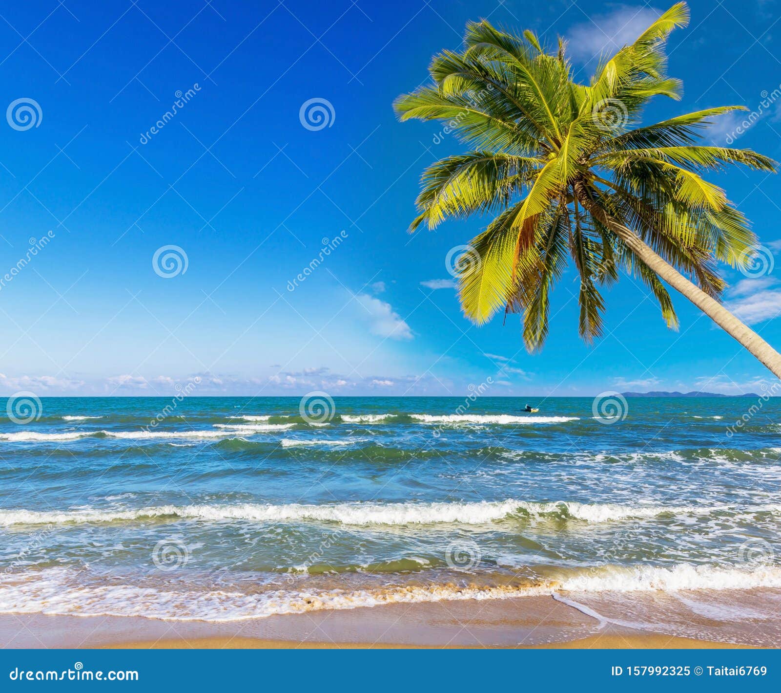 Coconut tree at beach stock image. Image of leaf, beach - 157992325