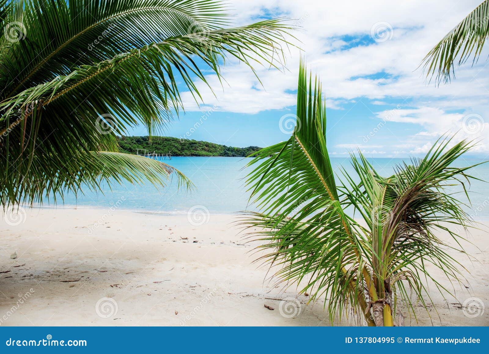 Coconut Tree on Beach in Island Stock Image - Image of coastline ...