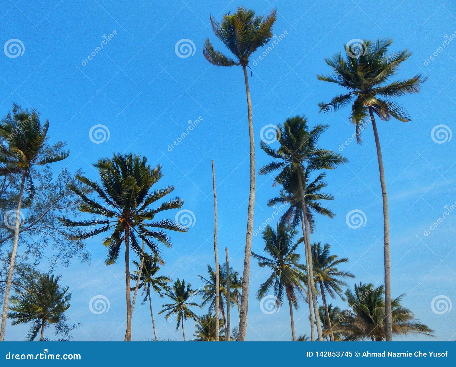 Coconut Tree stock image. Image of island, coconut, tree - 142853745