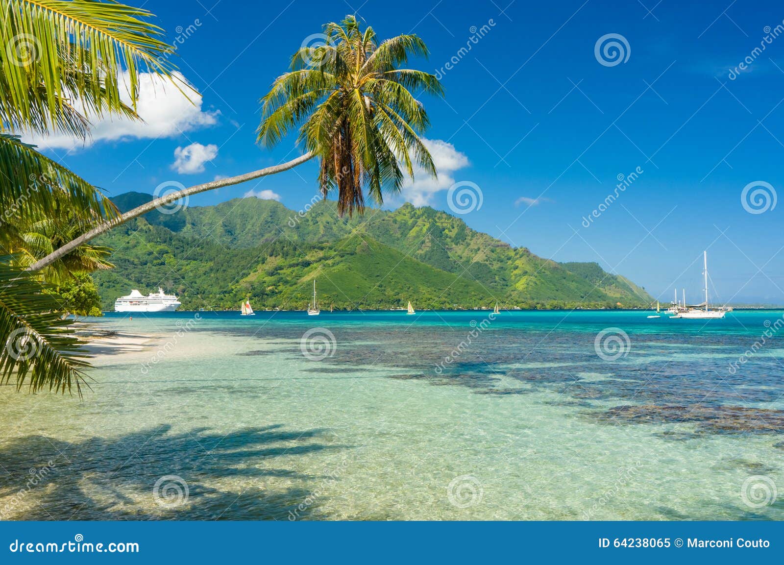 Coconut Tree in a Beach in Moorea Stock Image - Image of ocean, trees ...