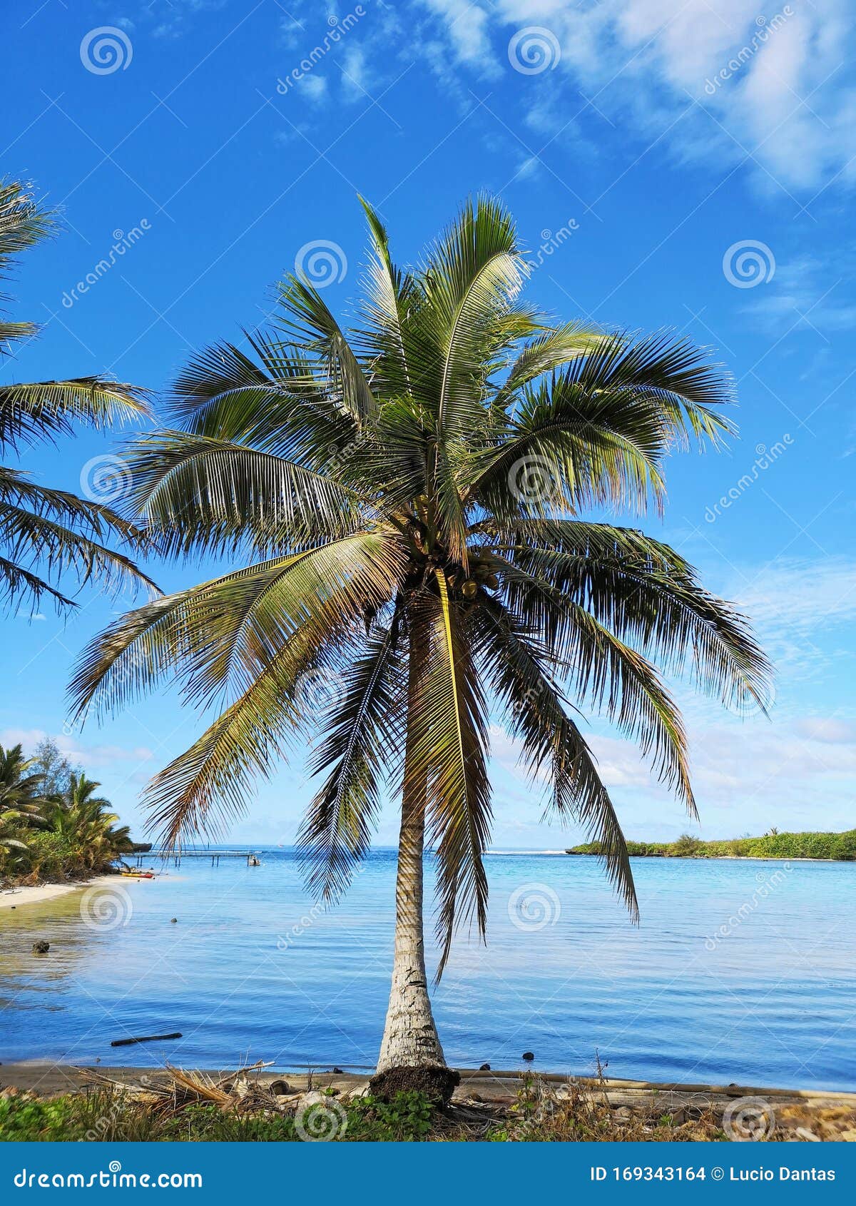 Coconut Tree on the Beach in Rarotonga Stock Photo - Image of water ...