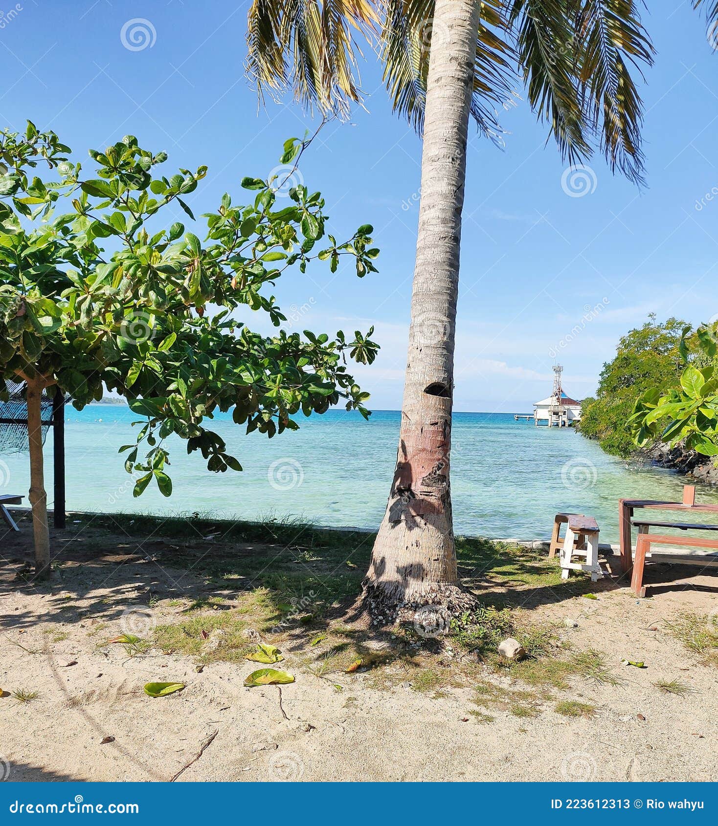 Coconut Tree in the Beach Sand Stock Image - Image of sand, beach ...