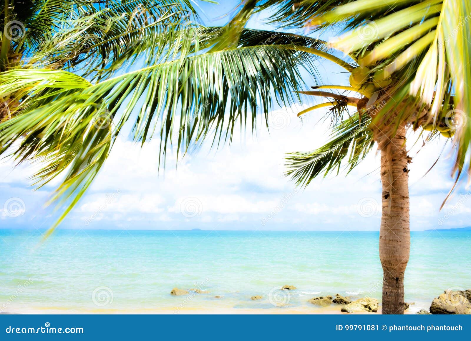 Coconut tree on the beach stock image. Image of nature - 99791081