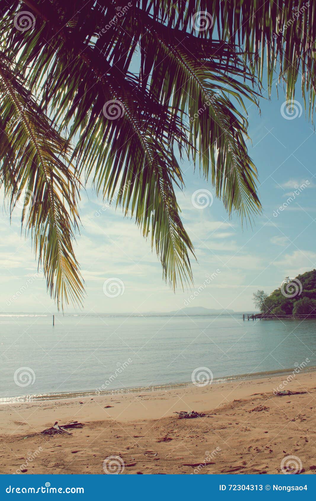 Coconut Tree on the Beach and Sea Stock Image - Image of tree, summer ...