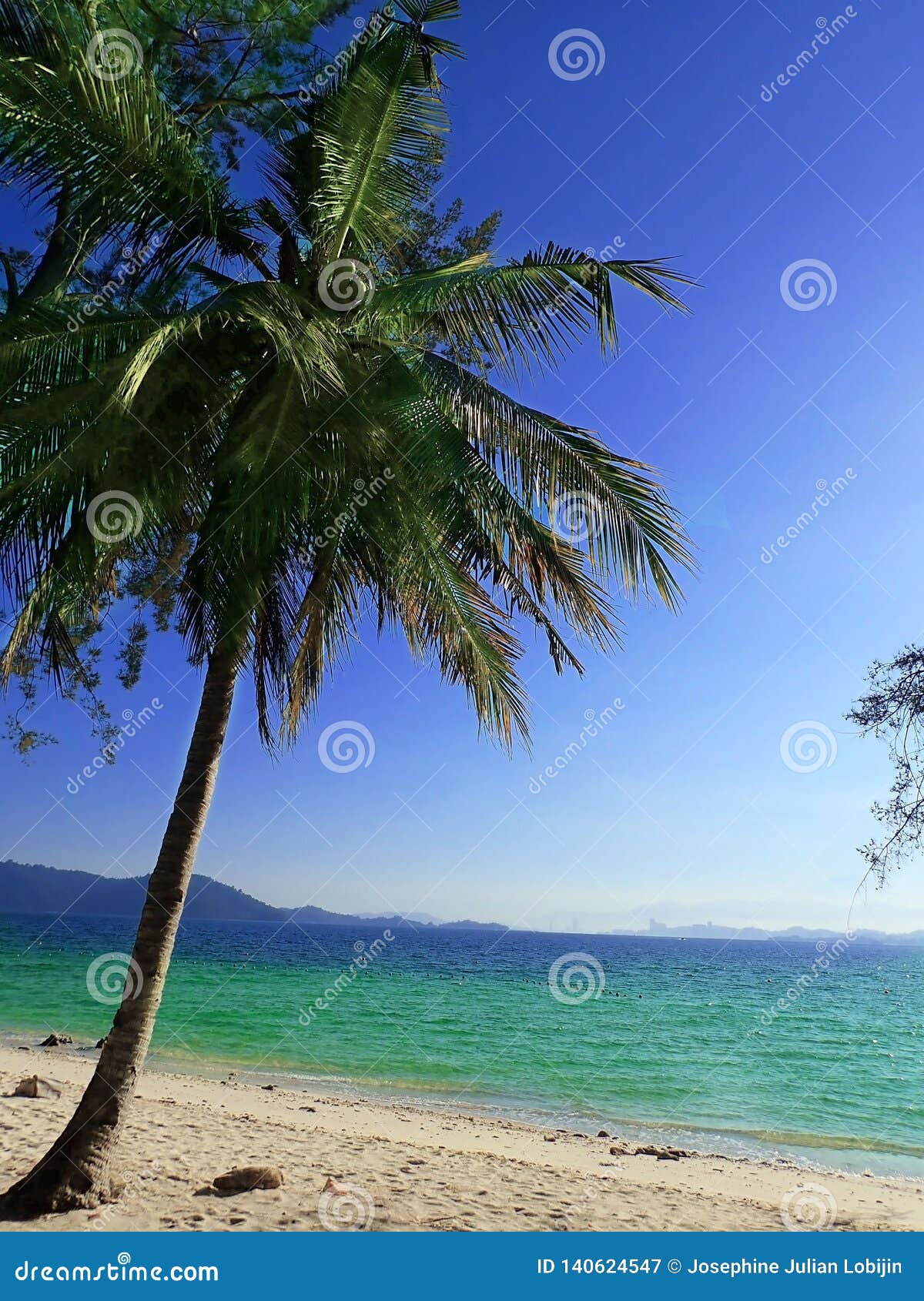 Coconut Tree at the Beach Side and Beautiful Sky Blue with the Falling ...