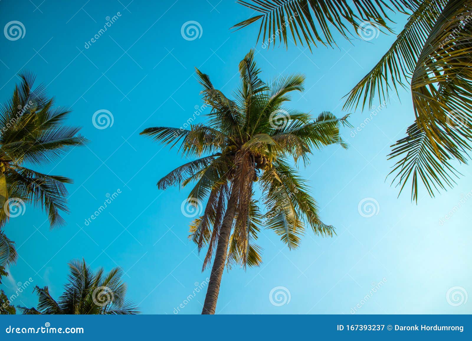 Coconut Tree on the Beach Side with Blue Sky Background Stock Image ...