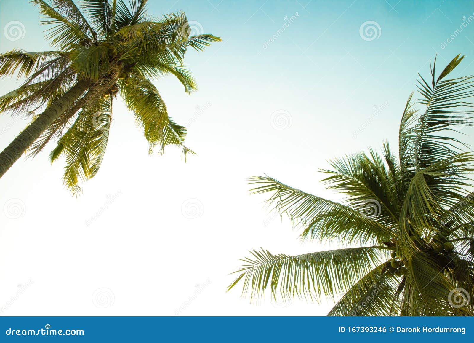Coconut Tree on the Beach Side with Clear White and Blue Background ...