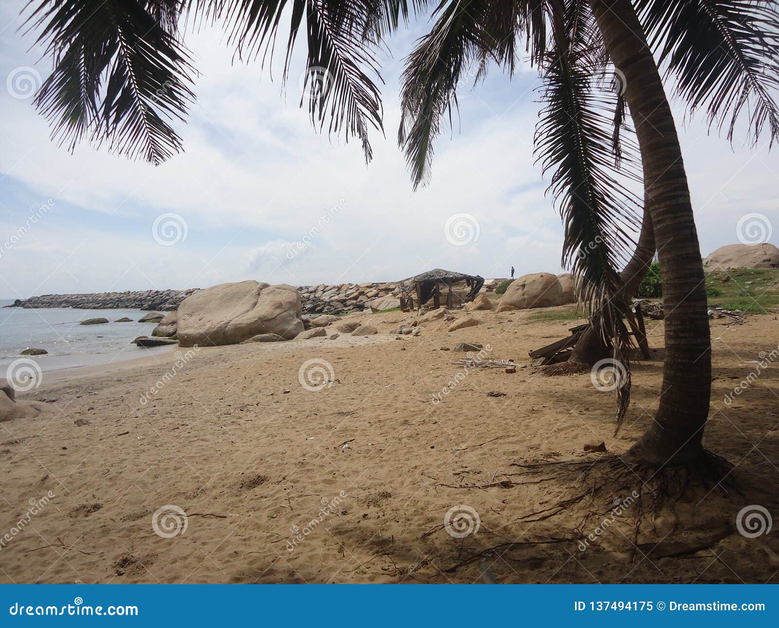 03.coconut Tree in Beach Side Stock Image - Image of boat, tree: 137494175