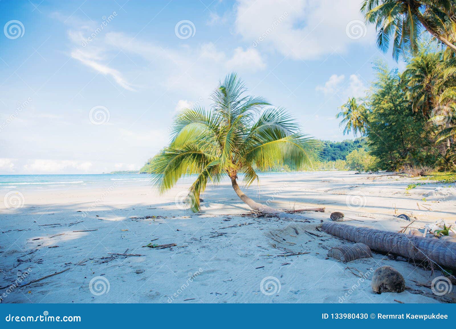Coconut tree on beach stock photo. Image of natural - 133980430