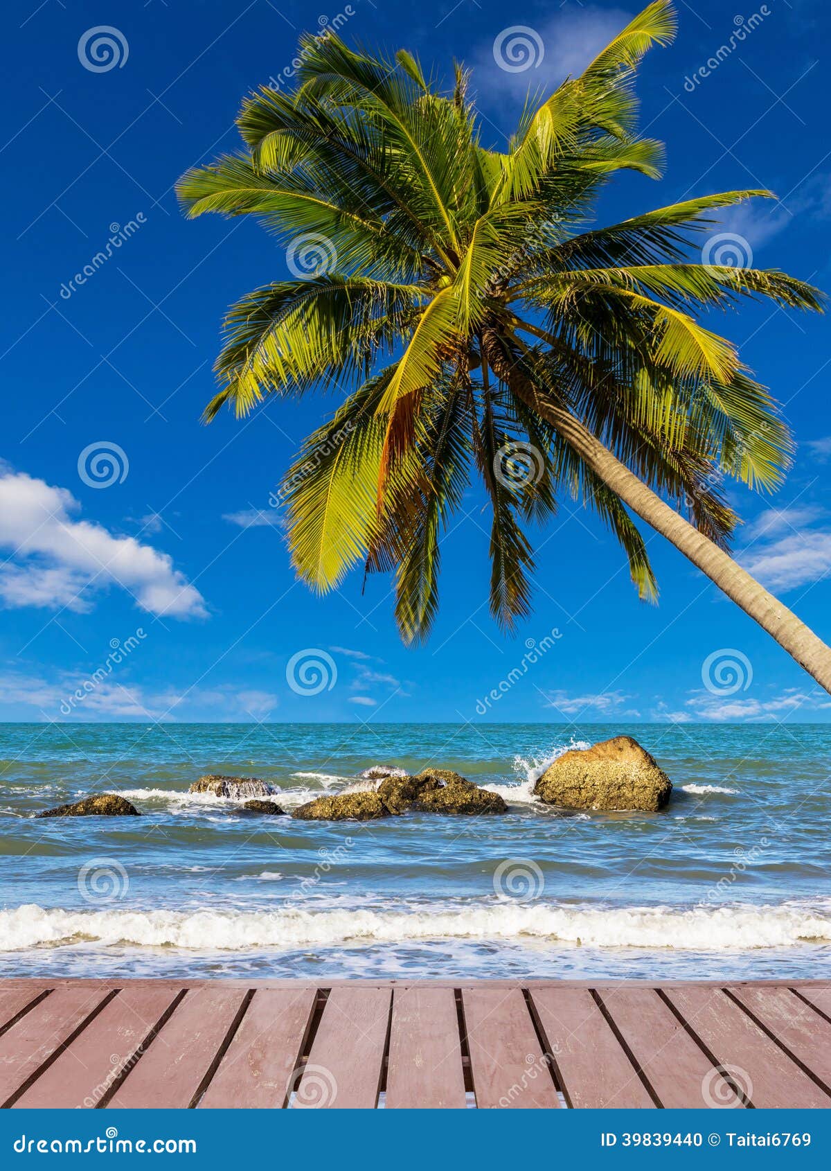 Coconut tree on the beach stock photo. Image of nature - 39839440