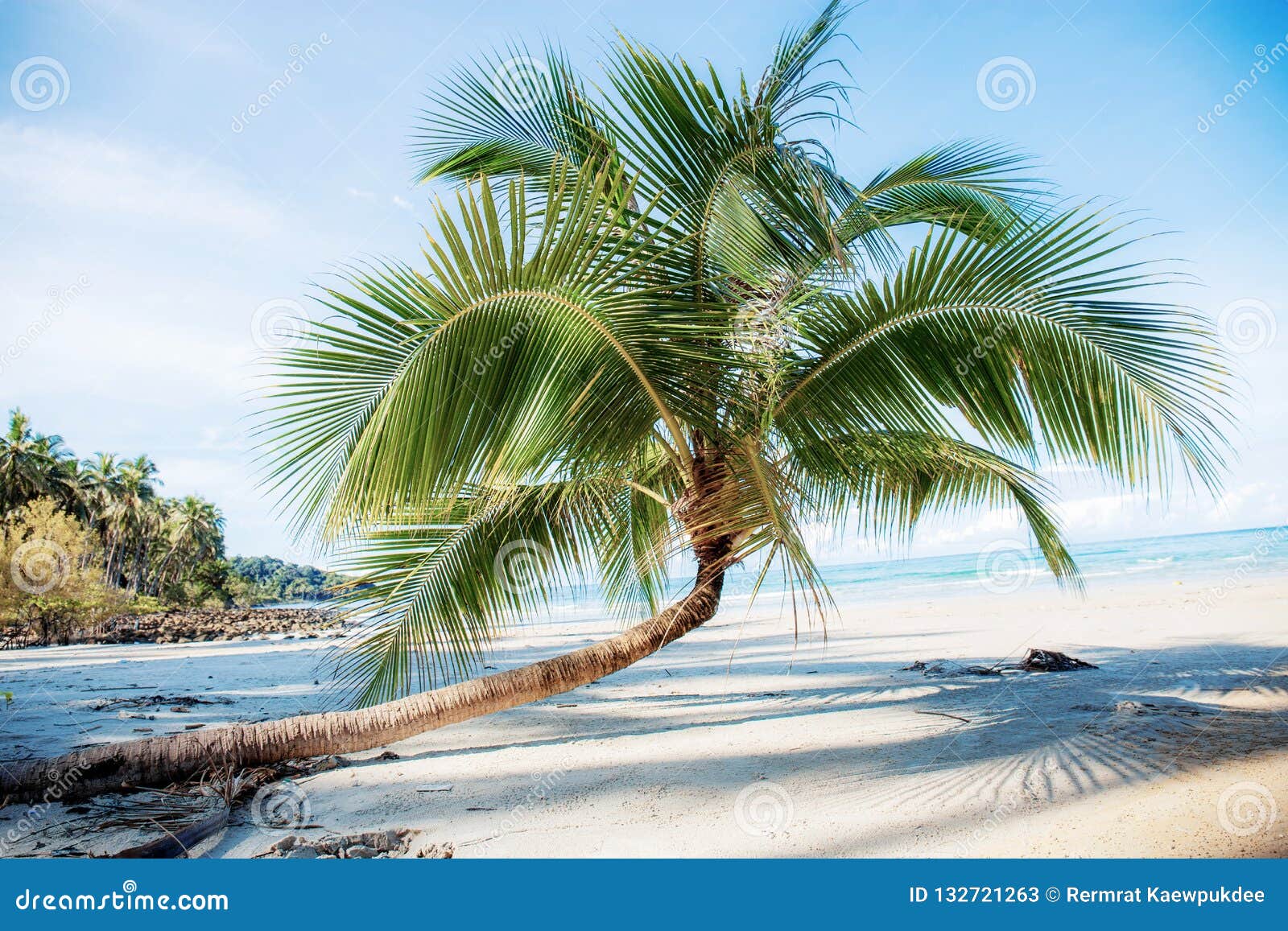 Coconut Tree on Beach with Sunlight Stock Image - Image of beach ...