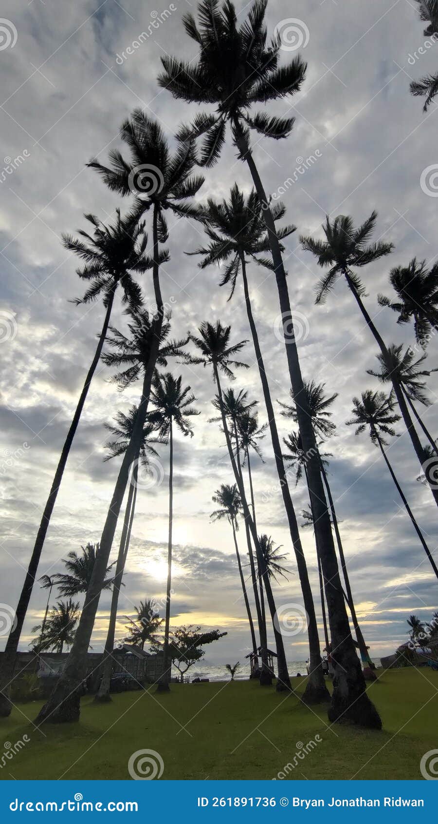 Coconut Tree at the Beach with Sunset View Stock Photo - Image of tree ...