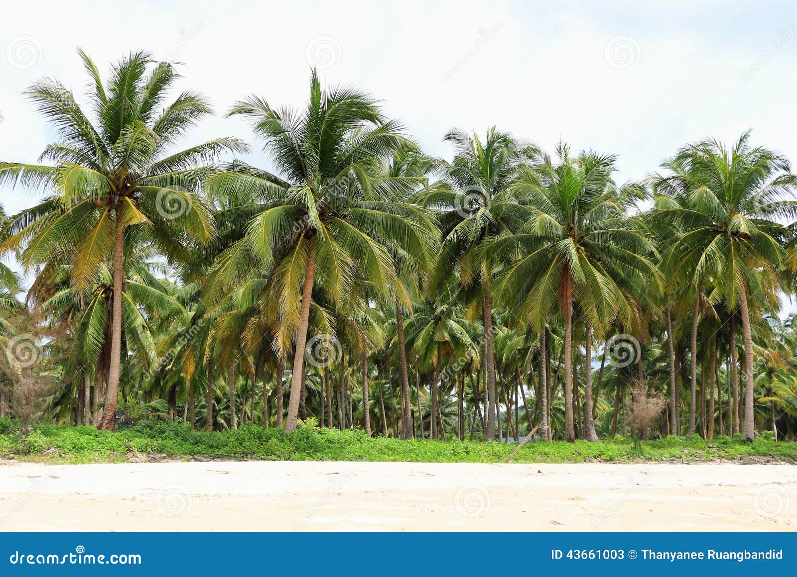 Coconut Tree on the beach stock image. Image of summer - 43661003