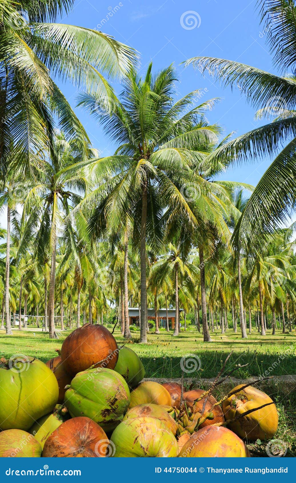 Coconut Tree stock photo. Image of island, tree, thailand - 44750044