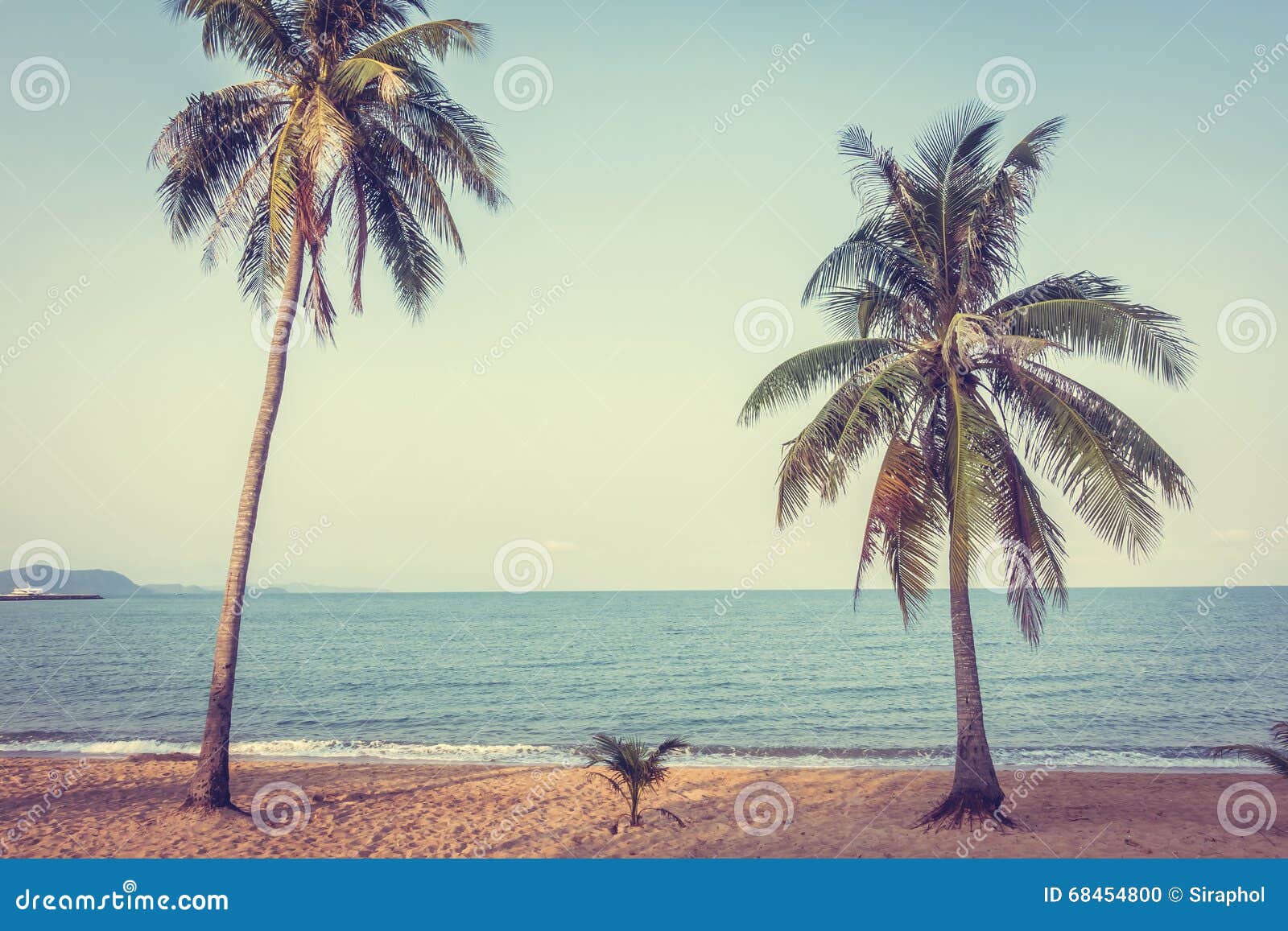 Coconut tree on the beach stock photo. Image of paradise - 68454800