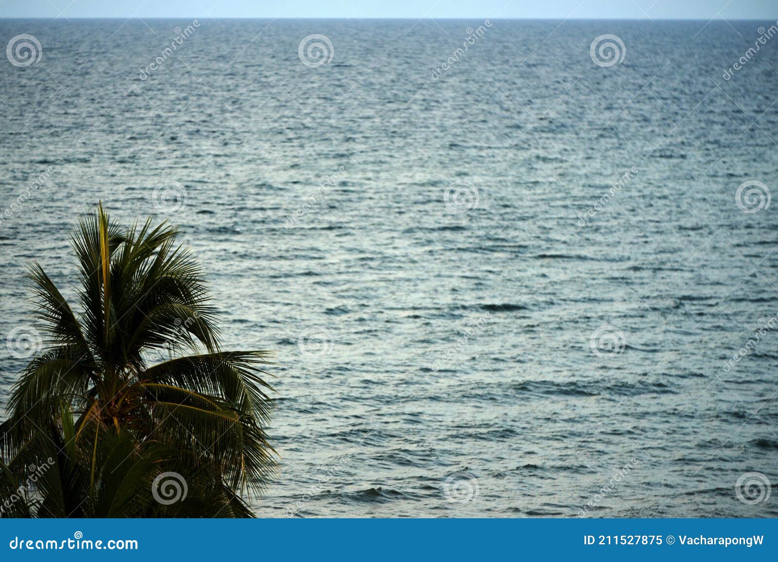 Coconut tree on beach view stock image. Image of high - 211527875