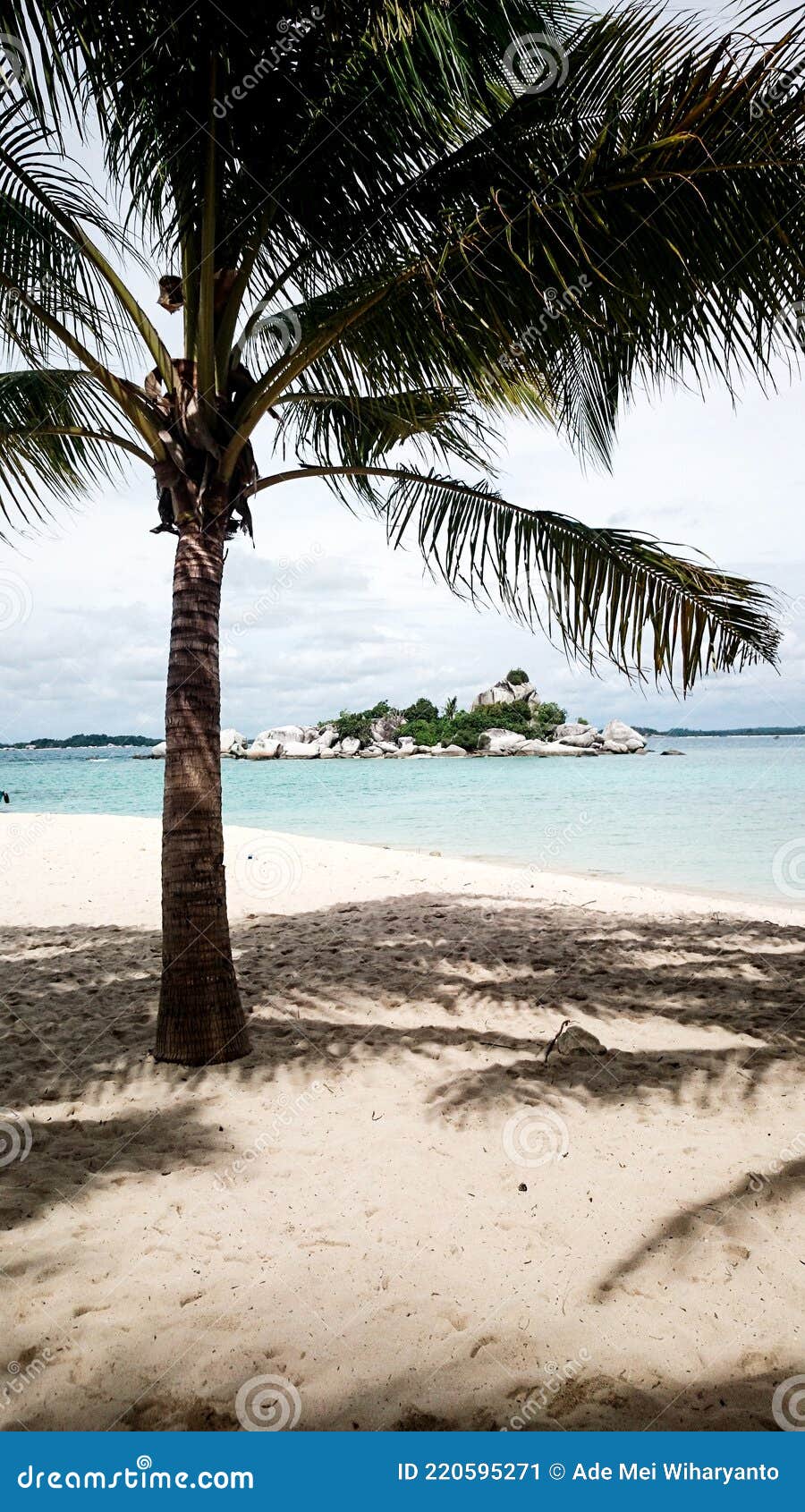 A Coconut Tree with a Beach View Stock Image - Image of vacation, shore ...
