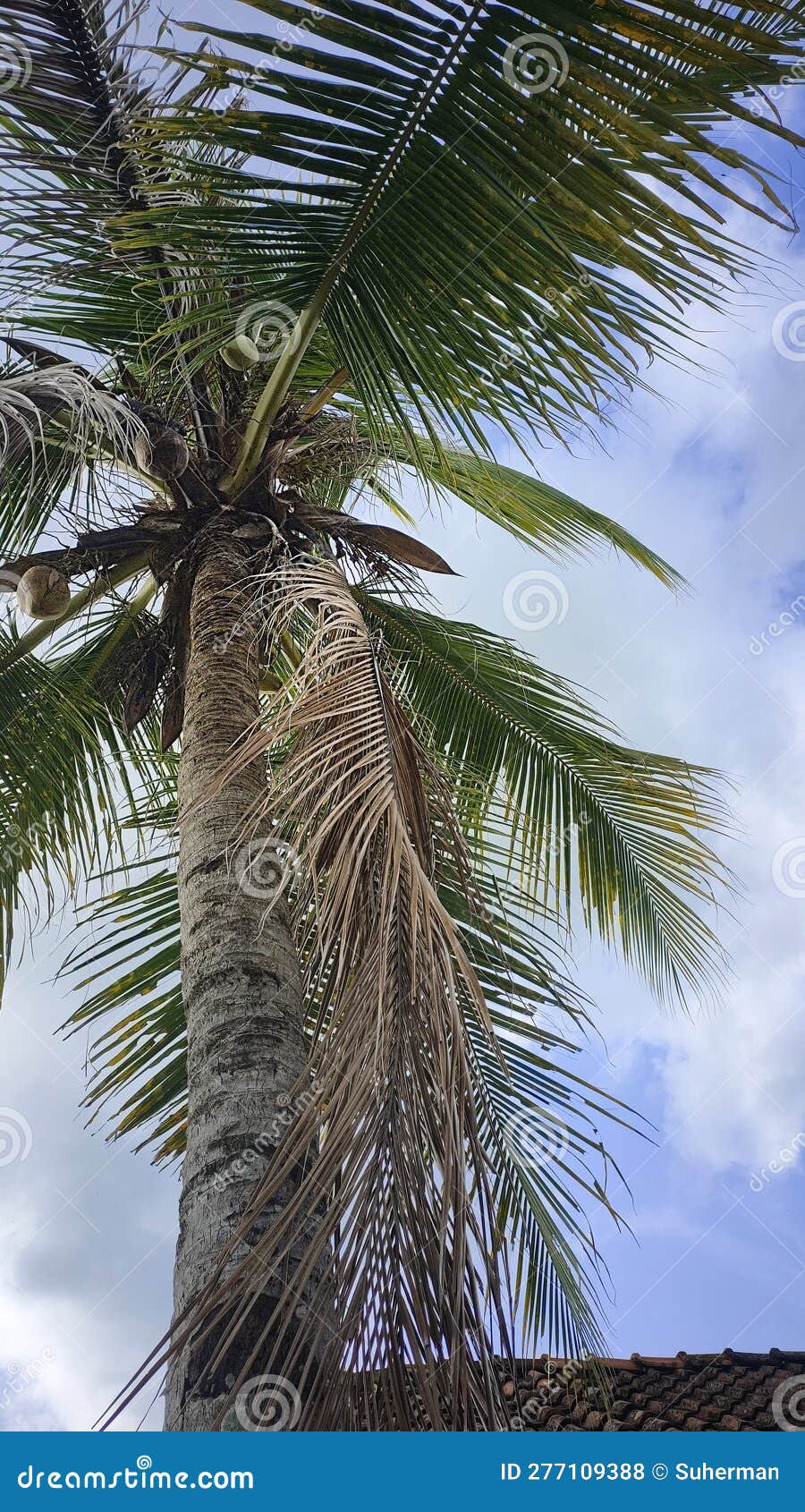 A Coconut Tree that Bears Little Fruit and a Blue Sky Stock Photo ...